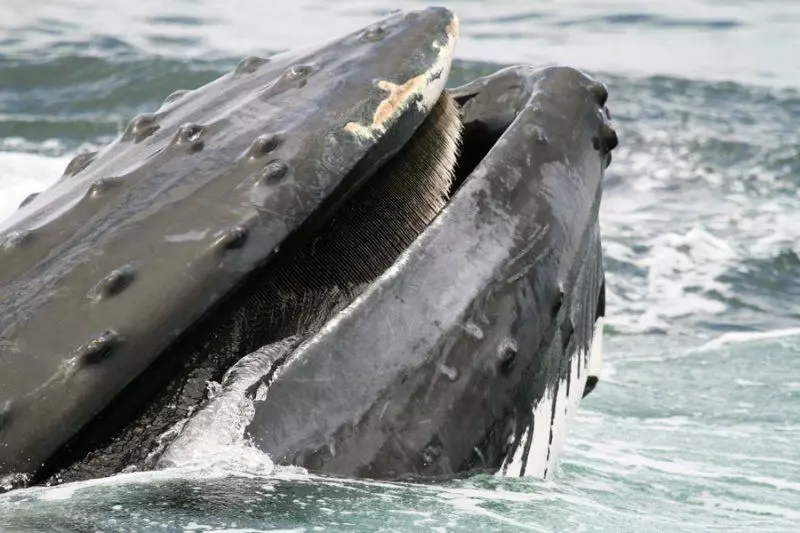 鯨魚用浮游生物排出水