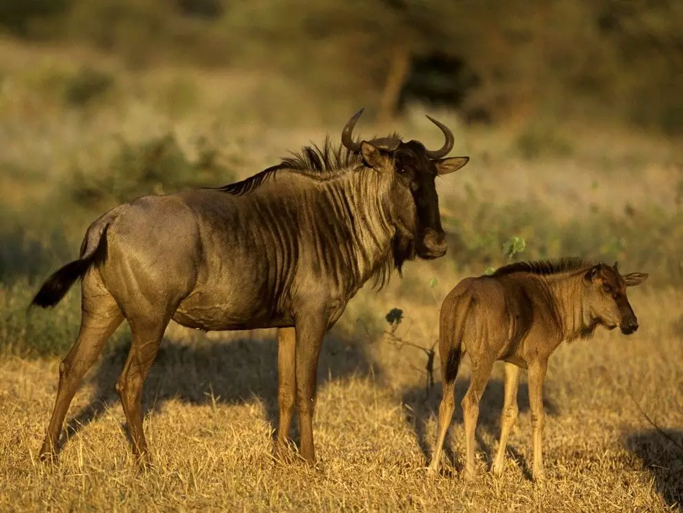 Wildebeest