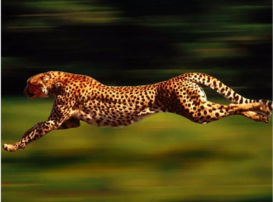 gepard