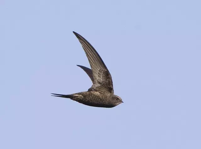 Black swift