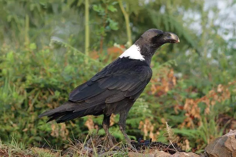 Barnacle Raven (Corvus albicollis) ។