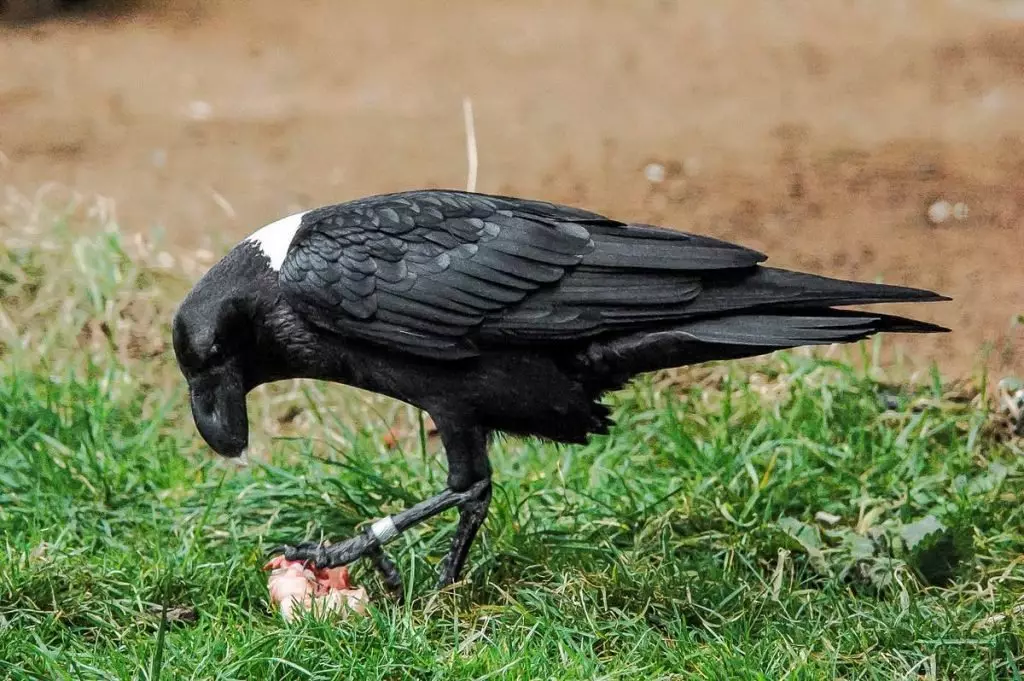 Burung gagak mempunyai makanan yang bervariasi.