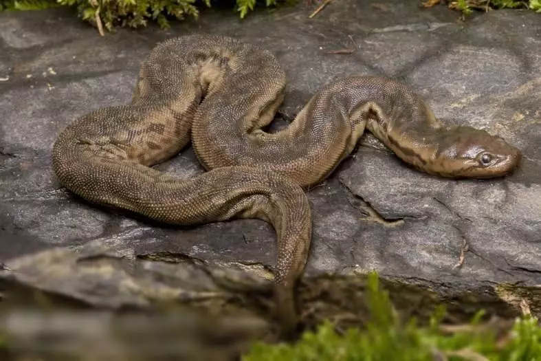 Serpiente verrugosa de Java (Acrochordus javanicus).