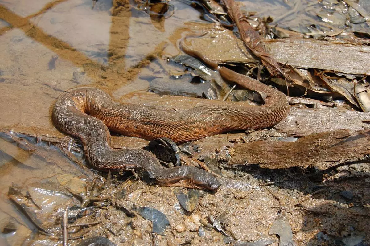 La serpiente javanesa pasa toda su vida en el agua: en áreas con agua salobre.