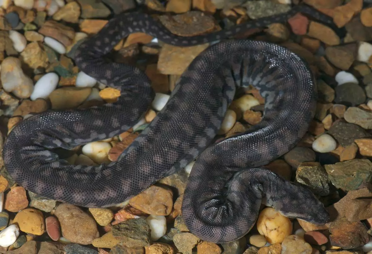 La serpiente verrugosa javanesa es un animal muy vago.