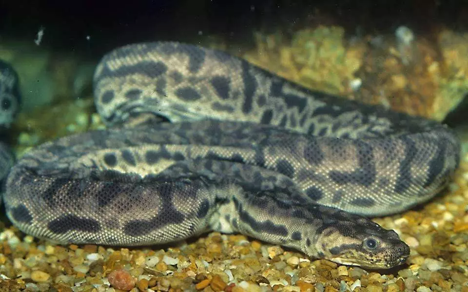 Si hay falta de oxígeno, es suficiente que la serpiente exponga del agua solo las fosas nasales ubicadas en la parte superior del estigma.