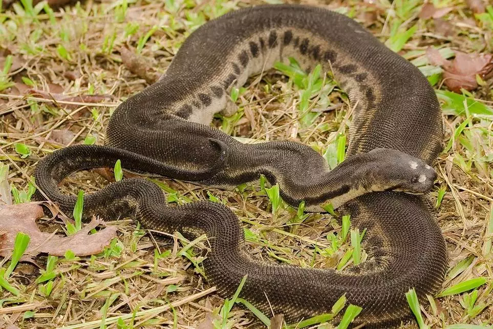 Esta es una serpiente muy interesante, y observar su comportamiento es una actividad fascinante y educativa.