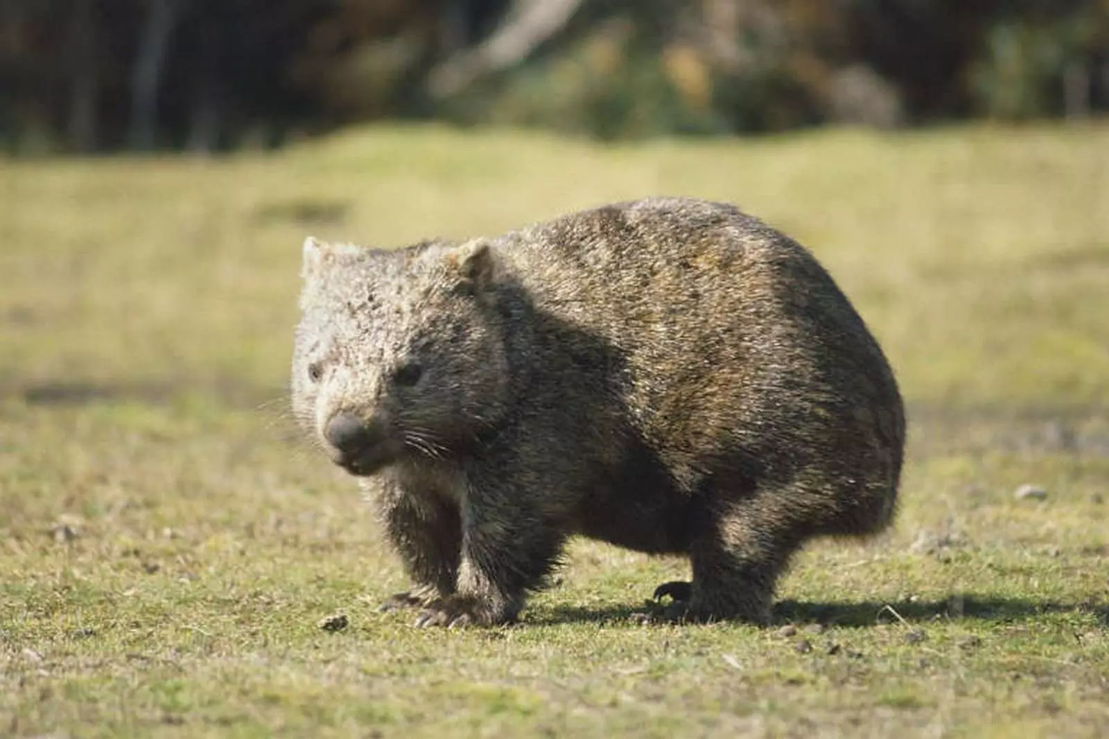 Wombat er pungdýr nagdýr sem finnst í Ástralíu