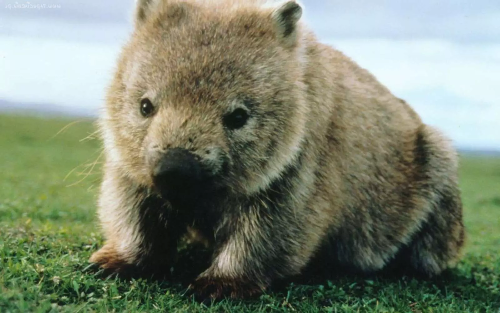 Wombats प्वाल र सुरंगहरु खन्ने क्षमता मा मोल्स को बाधा दिनेछ