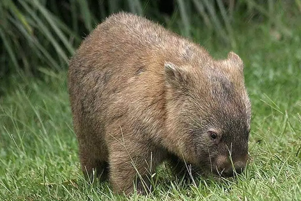 Wombats drekka varla vatn. Safaríkur ungur gras nær alveg þörfinni á vökva