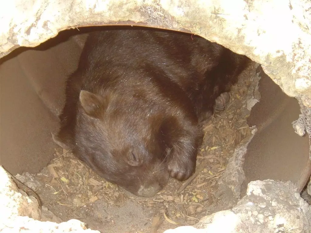 Resto diurno de um wombat em uma simulação de marta no zoológico