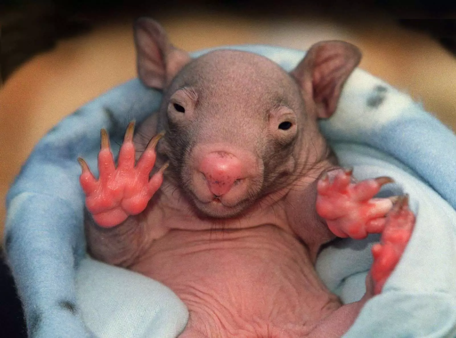 Cachorro de wombat de 3 meses todavía despojado de su pelaje