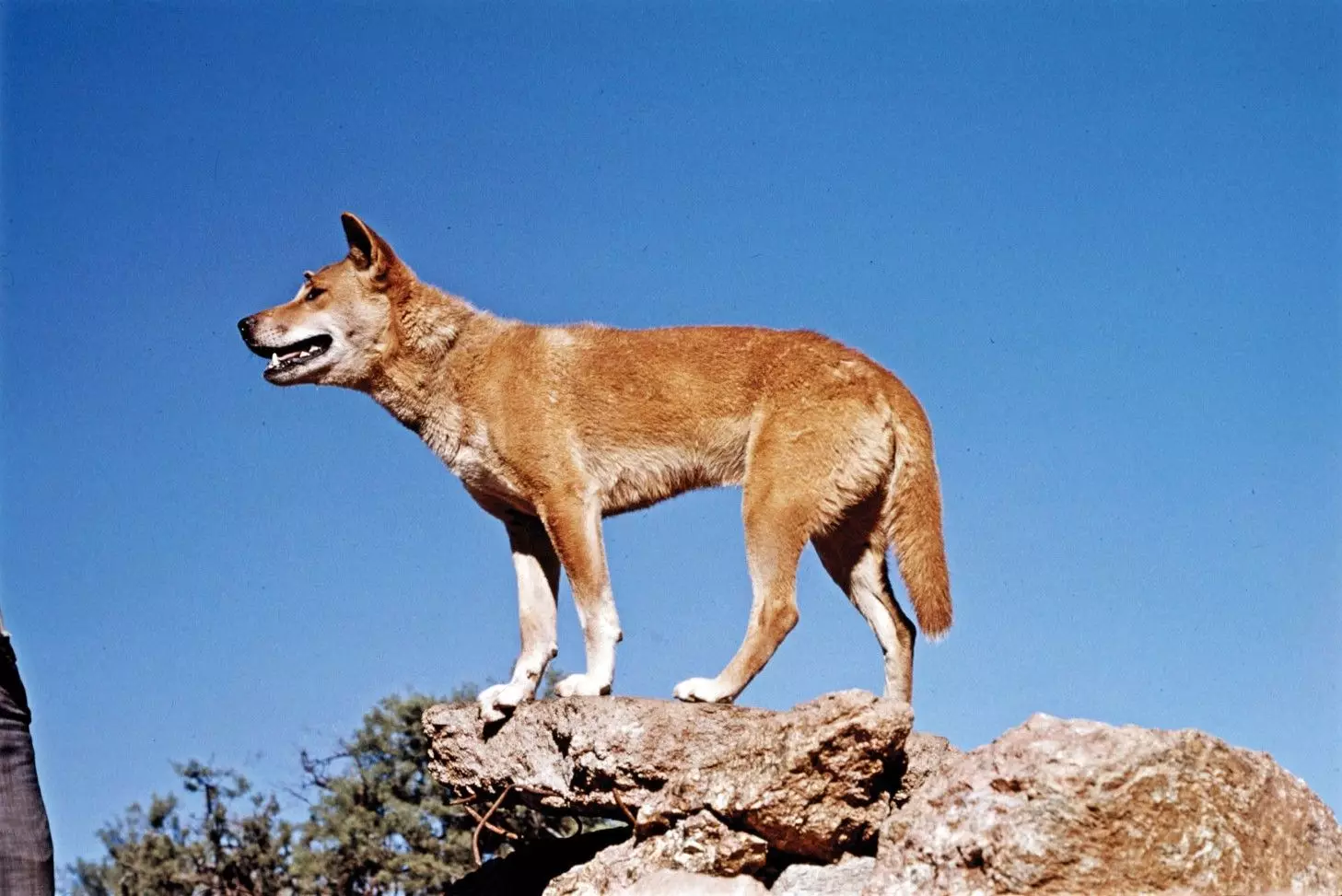 O cão selvagem Dingo é o principal inimigo do wombat, depois do homem