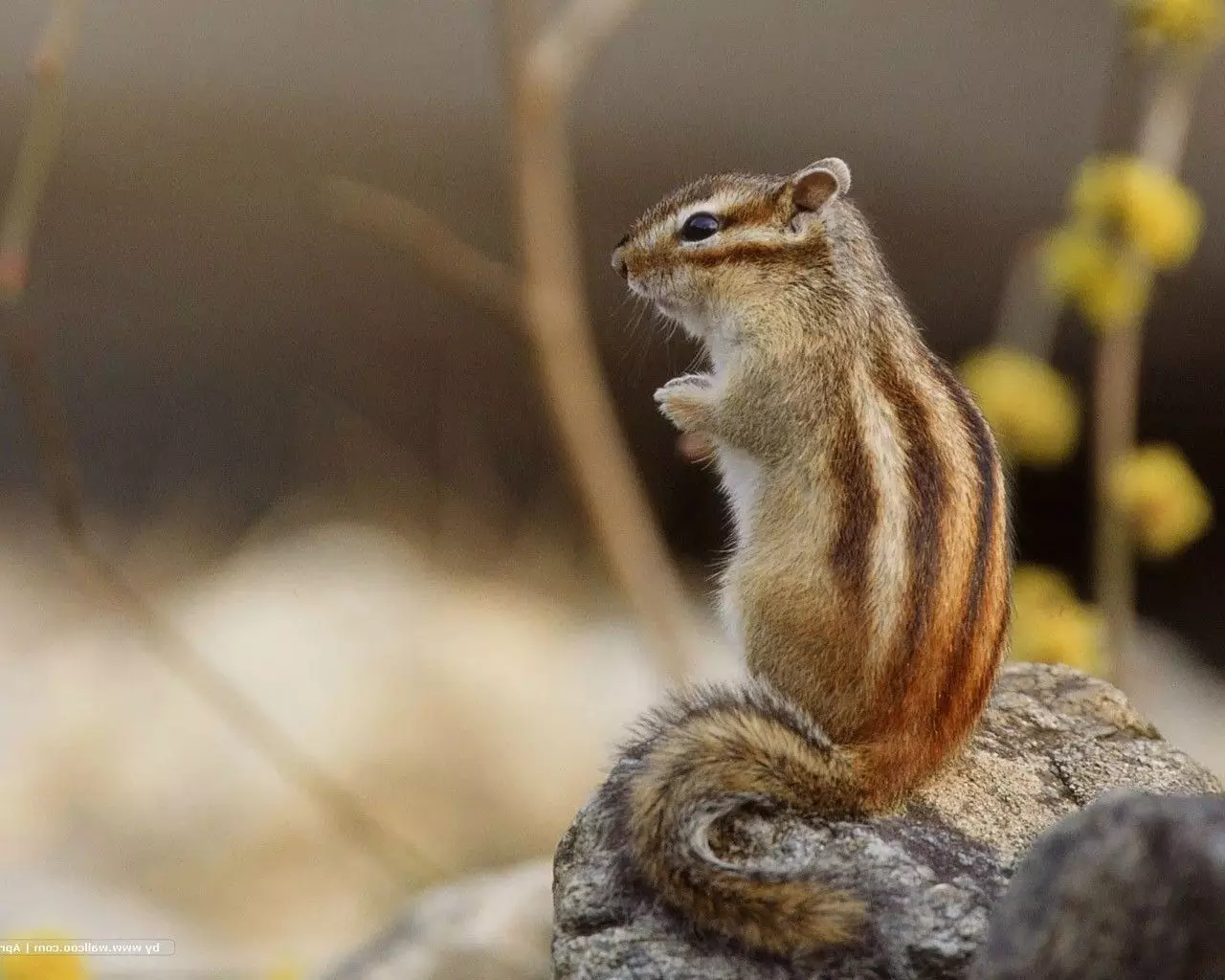 Chipmunk - oravlaste sugukonna väike näriline