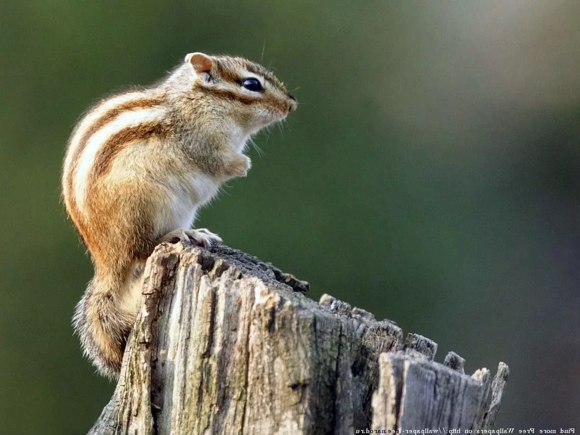 Miskien is ûnder dizze stomp de chipmunk -mink.