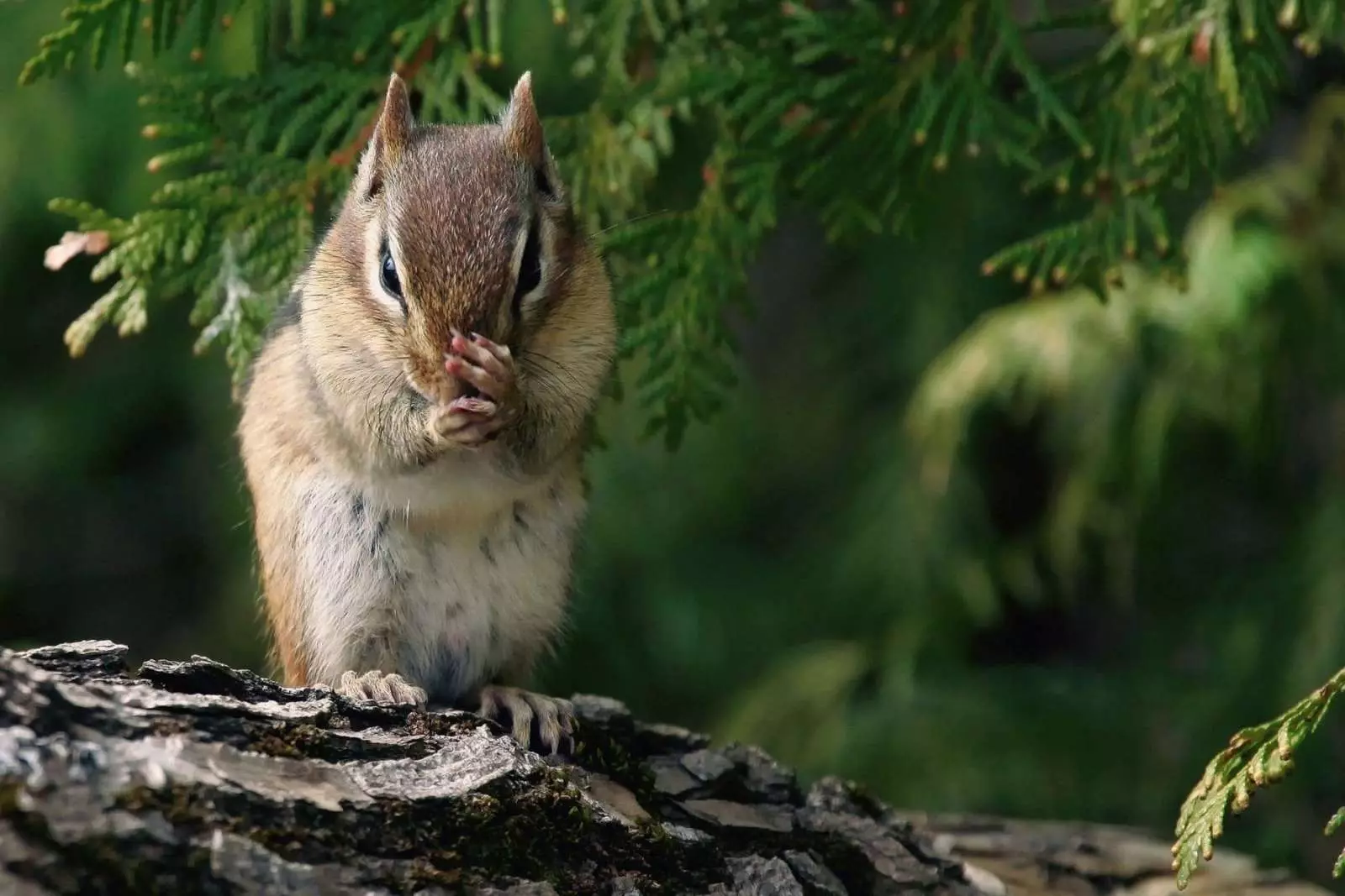 Chipmunks si sou gutt wéi Kaweechelcher an de Beem klammen