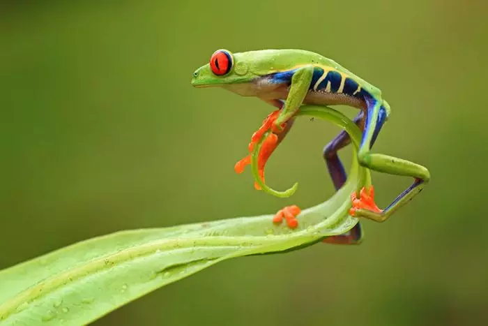 မျက်လုံးနီသောသစ်ပင်ဖား (Agalychnis callidryas)