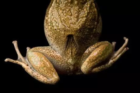 Çanta e bretkosës së zakonshme të pemës marsupiale (Gastrotheca marsupiata)