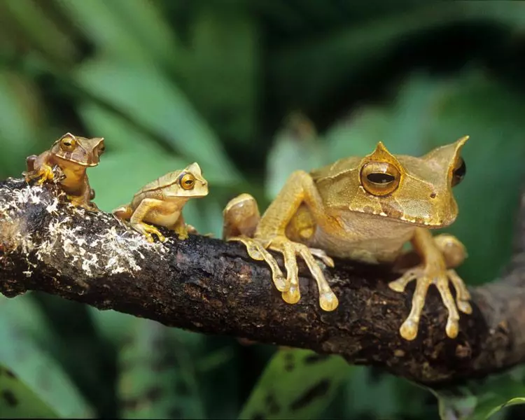 Rainette marsupiale cornue (Gastrotheca cornuta) avec sa progéniture