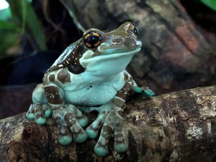 Raha geedka Toad (resinifictrix Trachycephalus)