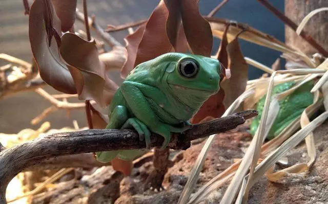 Bretkosa e pemës së bardhë australiane, ose litoria e varrosur nga koralët (Litoria caerulea)