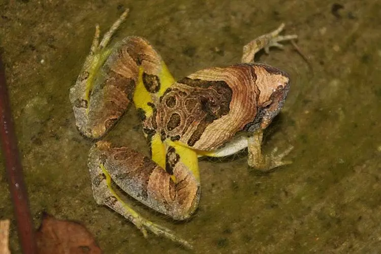 La belle rainette à cou étroit (Microhyla pulchra) justifie pleinement son nom : son corps est couvert des plus fines taches, semblable à une coupe d'arbre ou de marbre noble