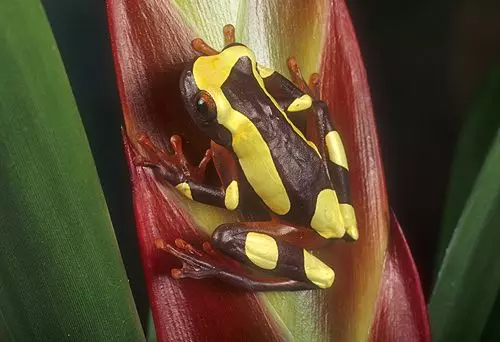 កង្កែបដើមឈើរាងត្រីកោណ (Hyla leucophyllata)