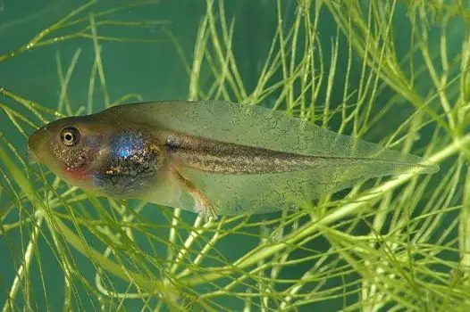 Tadpole af den almindelige frø (Hyla arborea)