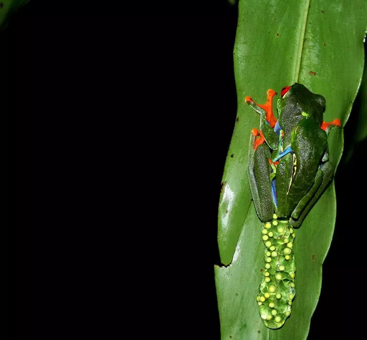 Accouplement et formation de couvées chez les rainettes aux yeux rouges