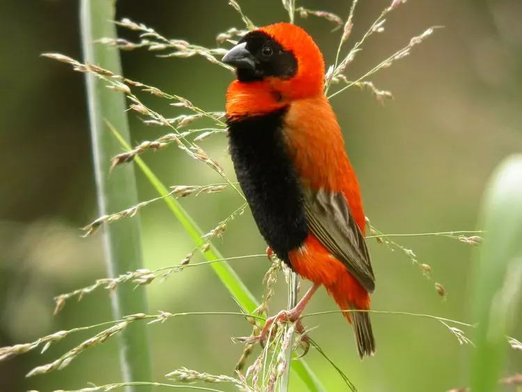 Fireweaver (Euplectes orix)