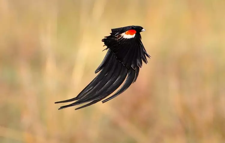 Long-tailed Vvett Weaver (Euplectes progne) na lalaki sa paglipad