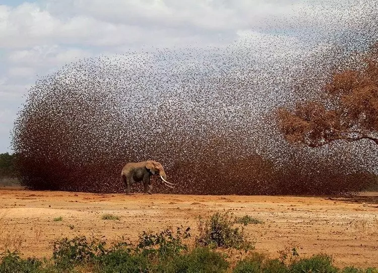 Ang buhawi na ito sa ibabaw ng savannah ng Africa ay isang kawan ng mga weaver. Milyun-milyong mga ibon na biglang lumipad ay maaaring matakot kahit na isang elepante