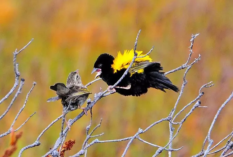 Man en wyfke fan 'e dikke billen fluwelenwever (Euplectes capensis)