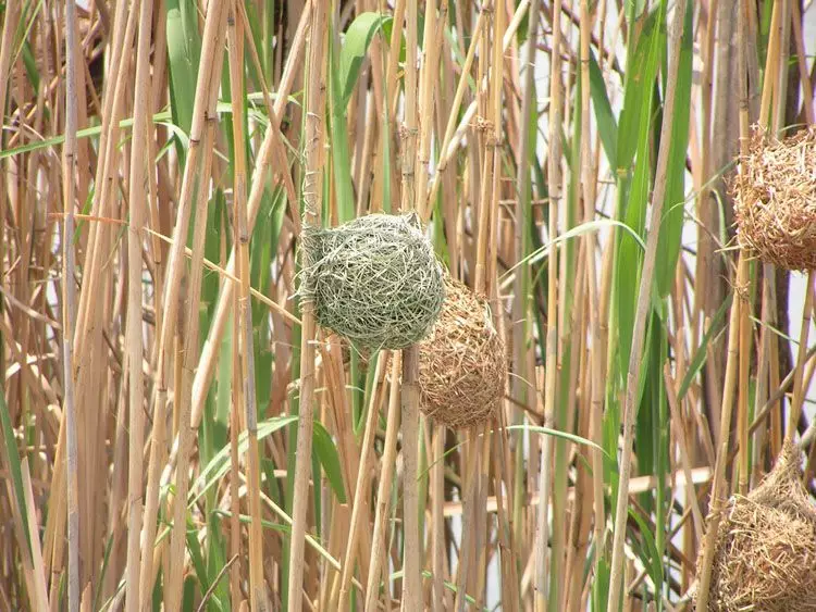 Medium masked weaver (Ploceus intermedius) pugad sa mga tangkay ng tambo