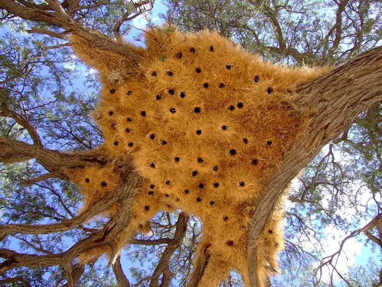 Ito ang hitsura ng mga karaniwang pugad ng karamihan sa mga species ng weaver ng Africa.