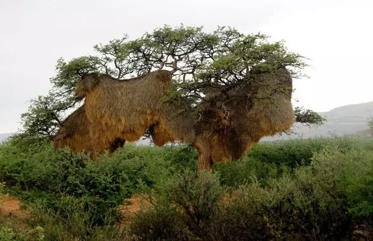 Aaye itẹ -ẹiyẹ nla kan ti awọn alaṣọ ara ilu ti o wọpọ (Philetairus socius) bo gbogbo ade igi naa