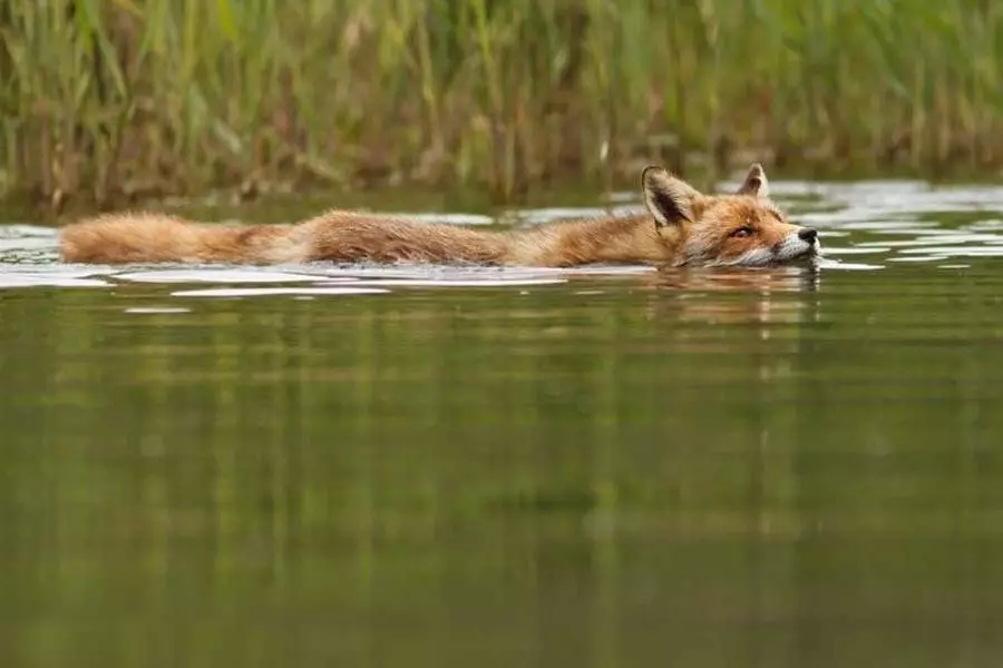 Kettu on erinomainen uimari. Muuten, he voivat jopa sukeltaa matalalla kalaa metsästäessään.