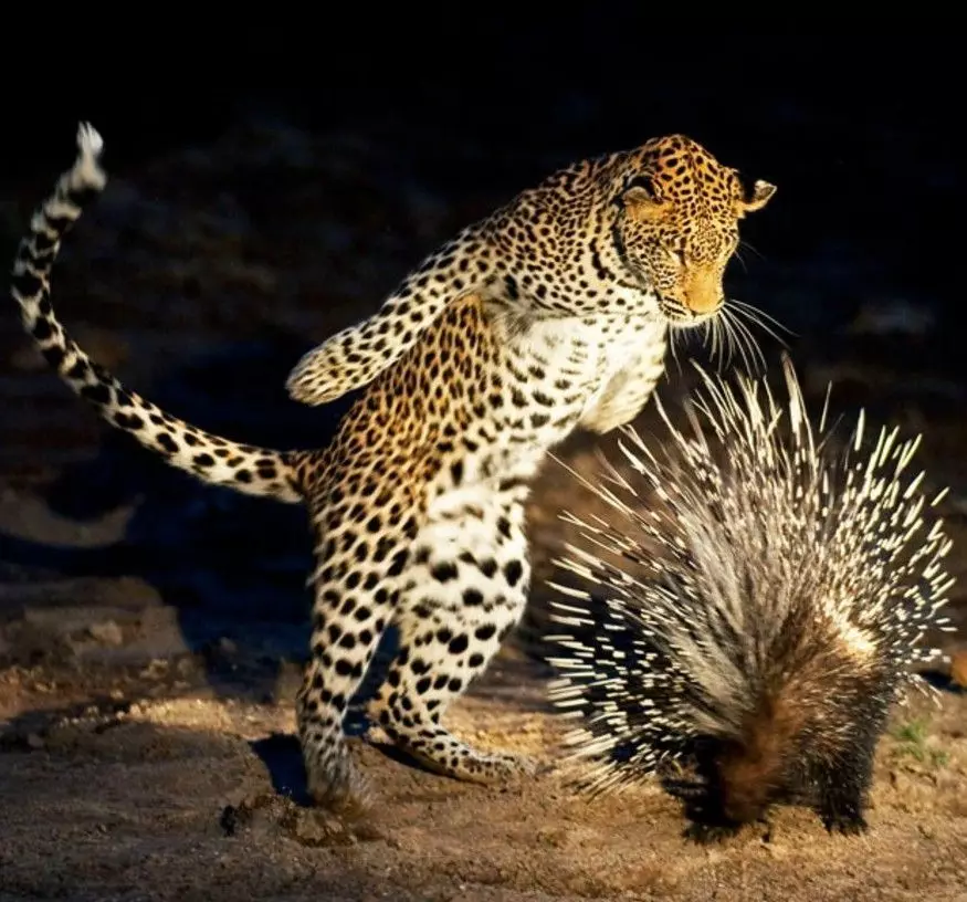 De leopard besleat de porcupine oan te fallen