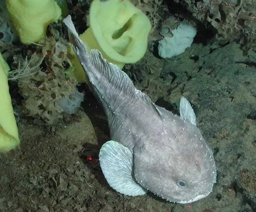 Ein Tropfenfisch lebt in einer Tiefe, in der viele Tiere wegen des hohen Wasserdrucks nicht leben können