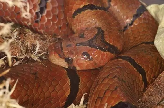 Oligodon lila - eine Schlange mit einer 