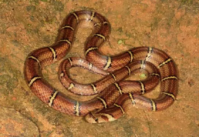 L'oligodon à ceinture blanche se nourrit des œufs d'autres reptiles, des œufs de grenouille.