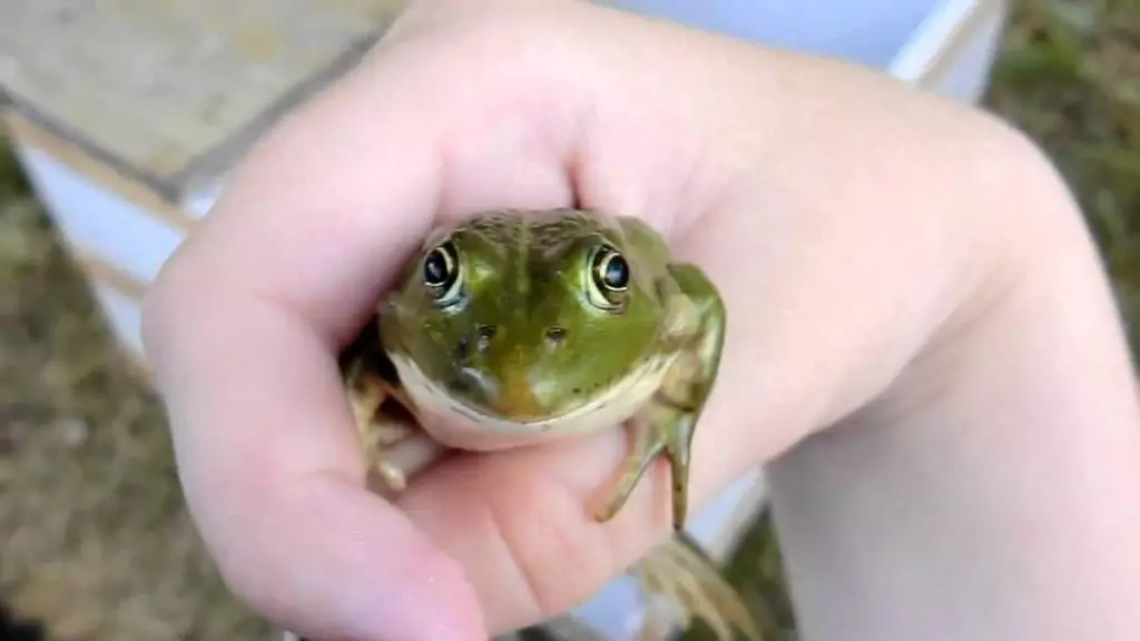 Las glándulas cutáneas de los sapos contienen moco, a veces veneno, pero los animales no tienen la culpa de la aparición de verrugas.