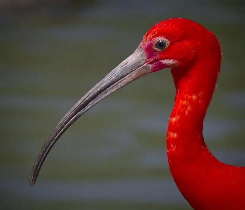 Gyrmyzy ibis (Eudocimus rezin)