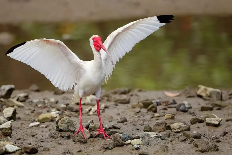 I-American White Ibis (Eudocimus albus)