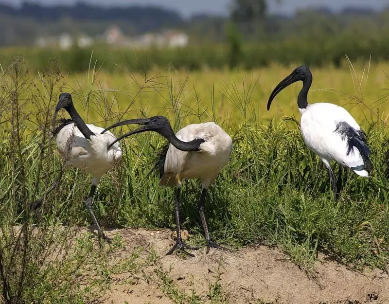 Umhlambi wama-ibises angcwele (Threskiornis aethiopicus)