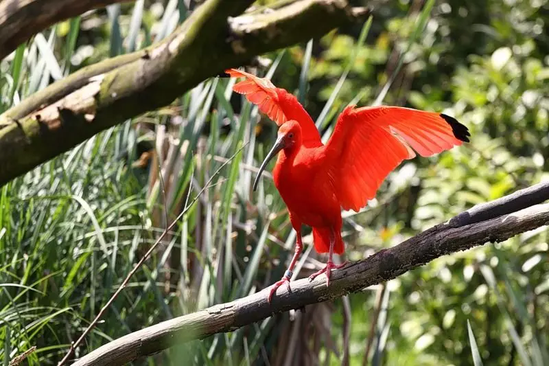 Scarlet ibis ntawm tsob ntoo