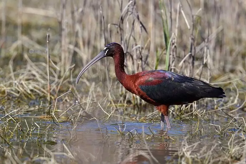 لوفر (Plegadis falcinellus)