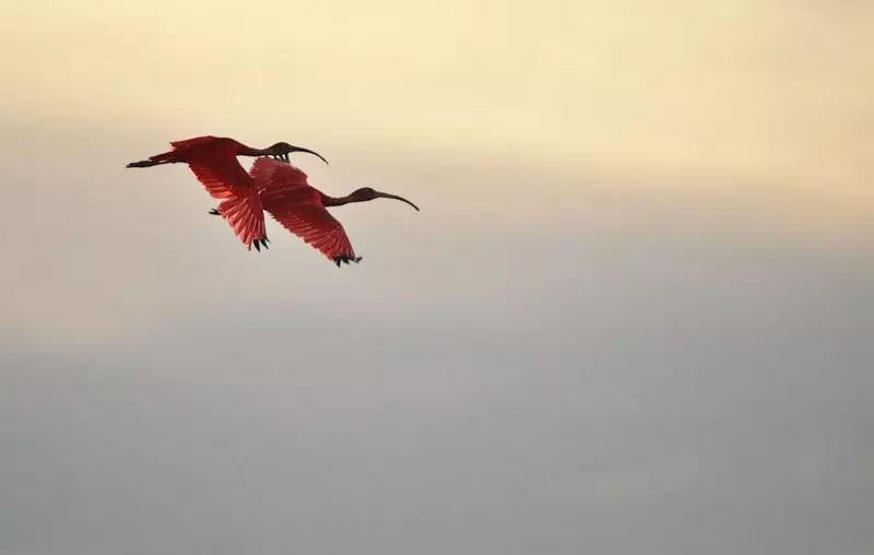 Kızıl ibises uçuşta