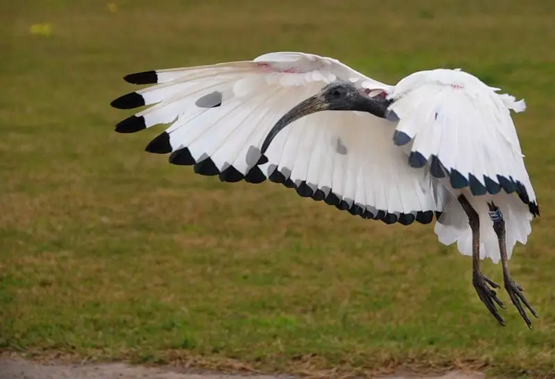 Ibis cyera yabonye izina ryayo kubera ko yakoreshwaga mu mihango yo muri Egiputa ya kera