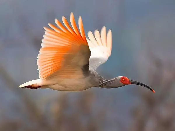 I-Japanese ibis (iNipponia nippon)